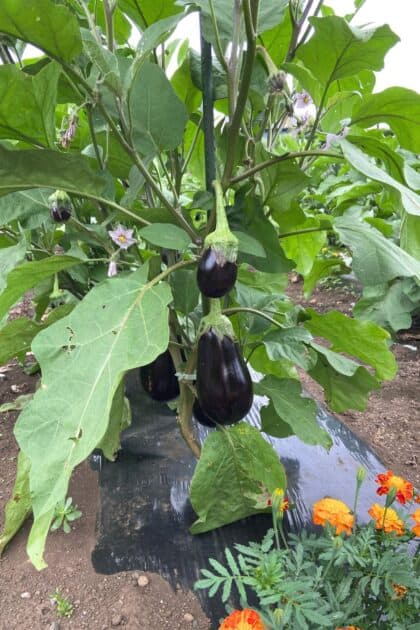 9 Easy and Delicious Japanese Eggplant Recipes - Chef JA Cooks