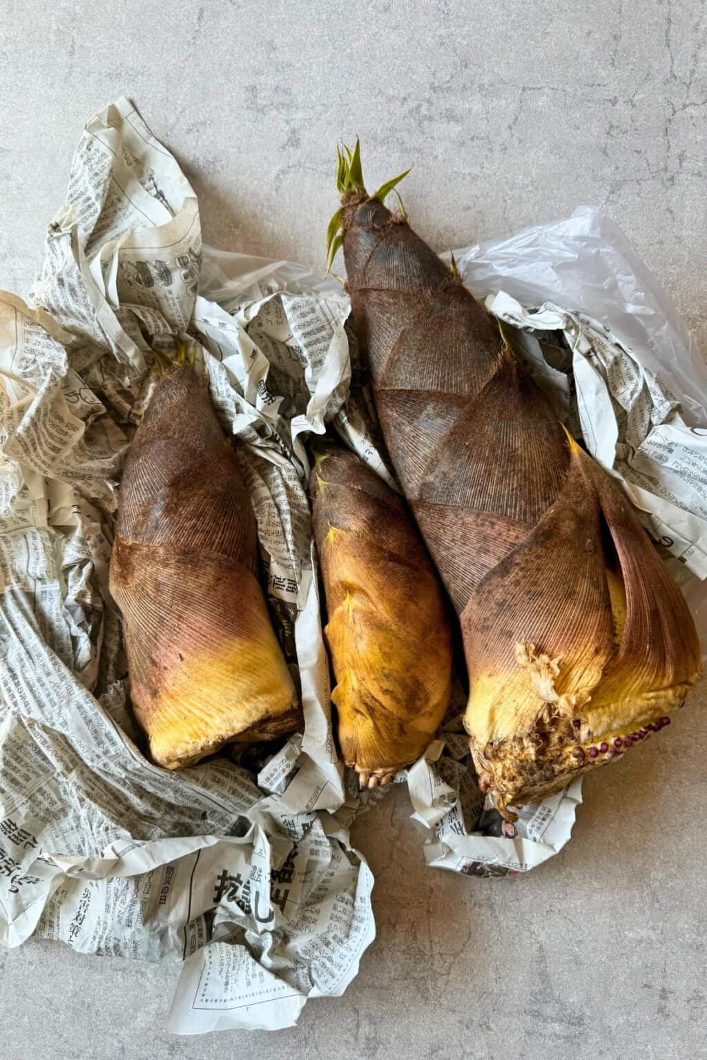 Takenoko (Bamboo Shoots): Spring Vegetable in Japan - Chef JA Cooks