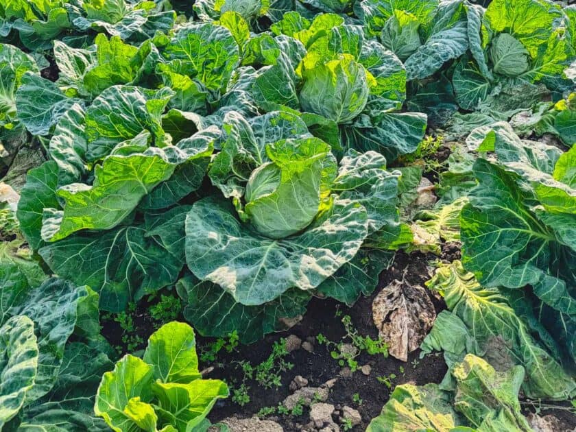 What’s in Season: Spring Vegetables in Japan - Chef JA Cooks